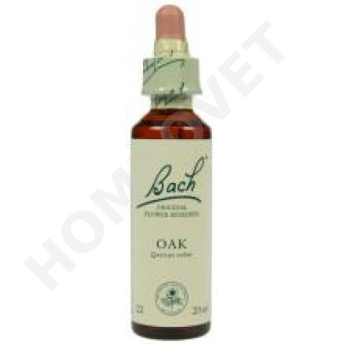 Bach Oak / Quercus robur (Zomereik)