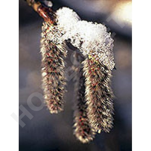 Aspen Bach Flower Picture | Best Flower Site